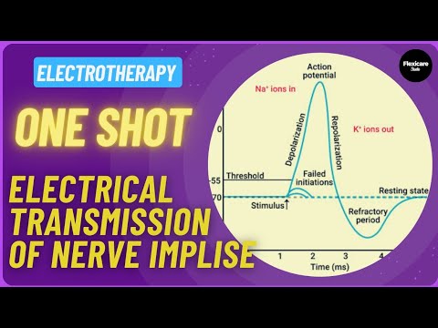 Electrical Transmission of Nerve Impulse | Action potential ...