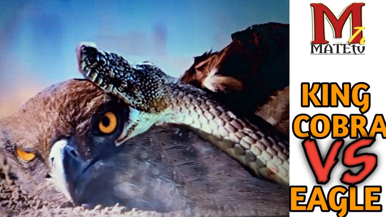 KING COBRA VS EAGLE: WHO WINS? /#149 - YouTube