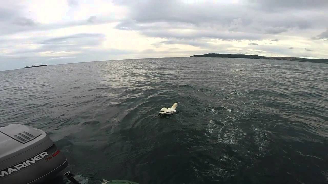 Gannet eating a fish - YouTube