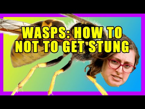 How To Prevent Getting Stung By Wasps