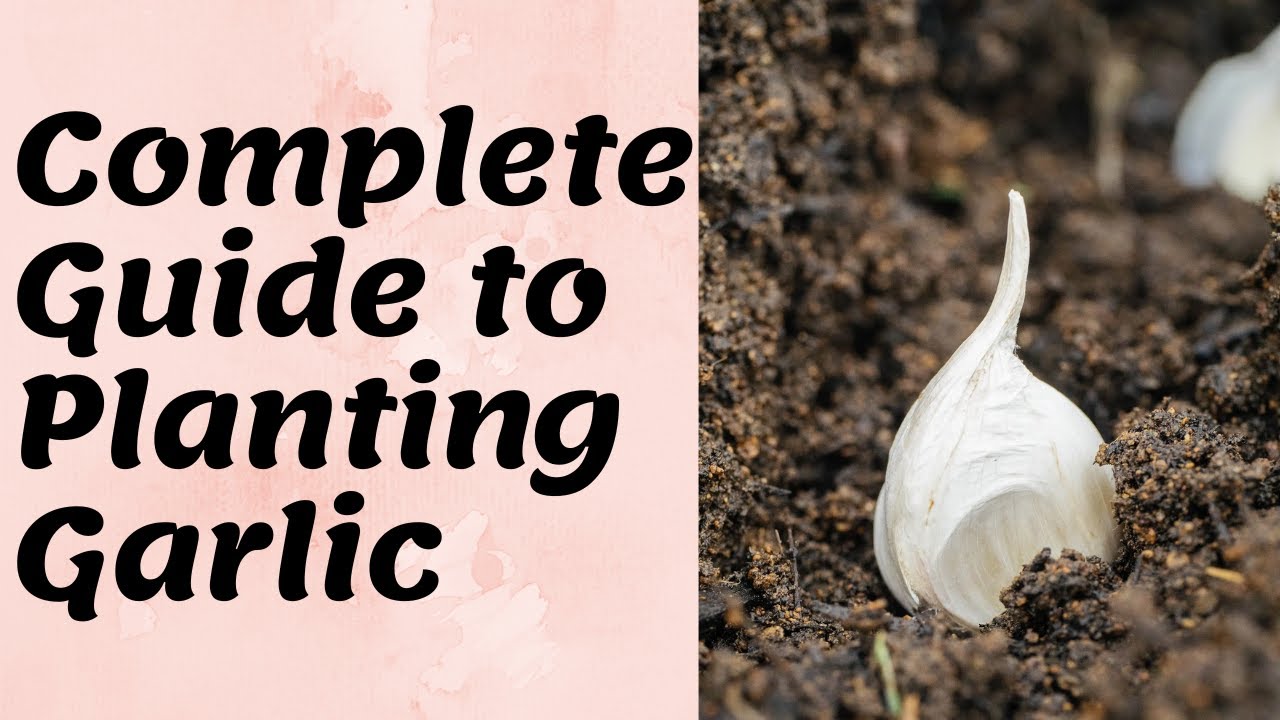 Complete Guide to Planting Garlic // Garden Tutorials - YouTube