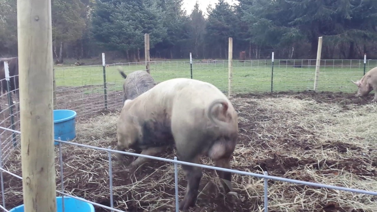 Pigs fighting - YouTube