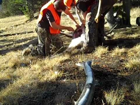 Gutting Mule Deer - YouTube