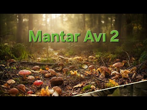Mantar Avı 2