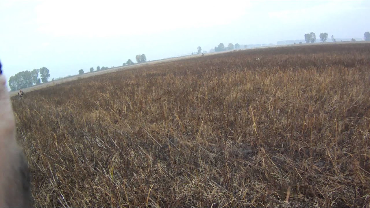 Quail Hunting ΚΥΝΗΓΙ ΟΡΤΥΚΙΟΥ - YouTube