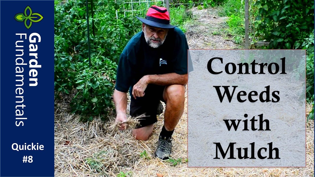 Control Weeds With Mulch 🎊🗻☘️ See the difference with and without mulch ...