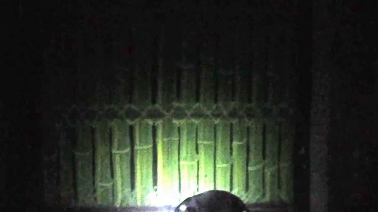 PALAWAN STINKY BADGER (the tropical skunk, pantot in Tagalog) - YouTube