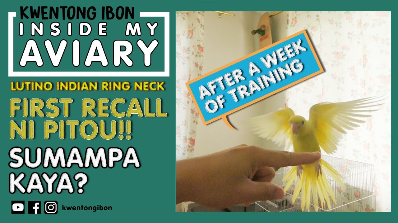 FIRST FLIGHT RECALL NI PITOU | LUTINO INDIAN RING NECK INDOOR FREE ...