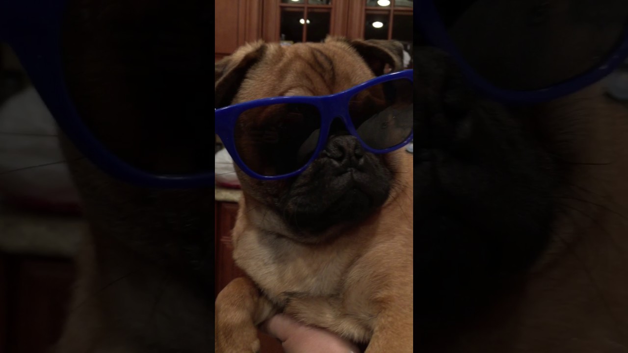 JOJO THE PUG WEARS HIS SUNGLASSES AT NIGHT - YouTube