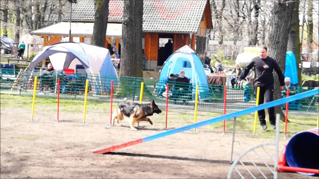 GAS in agility competition. - YouTube