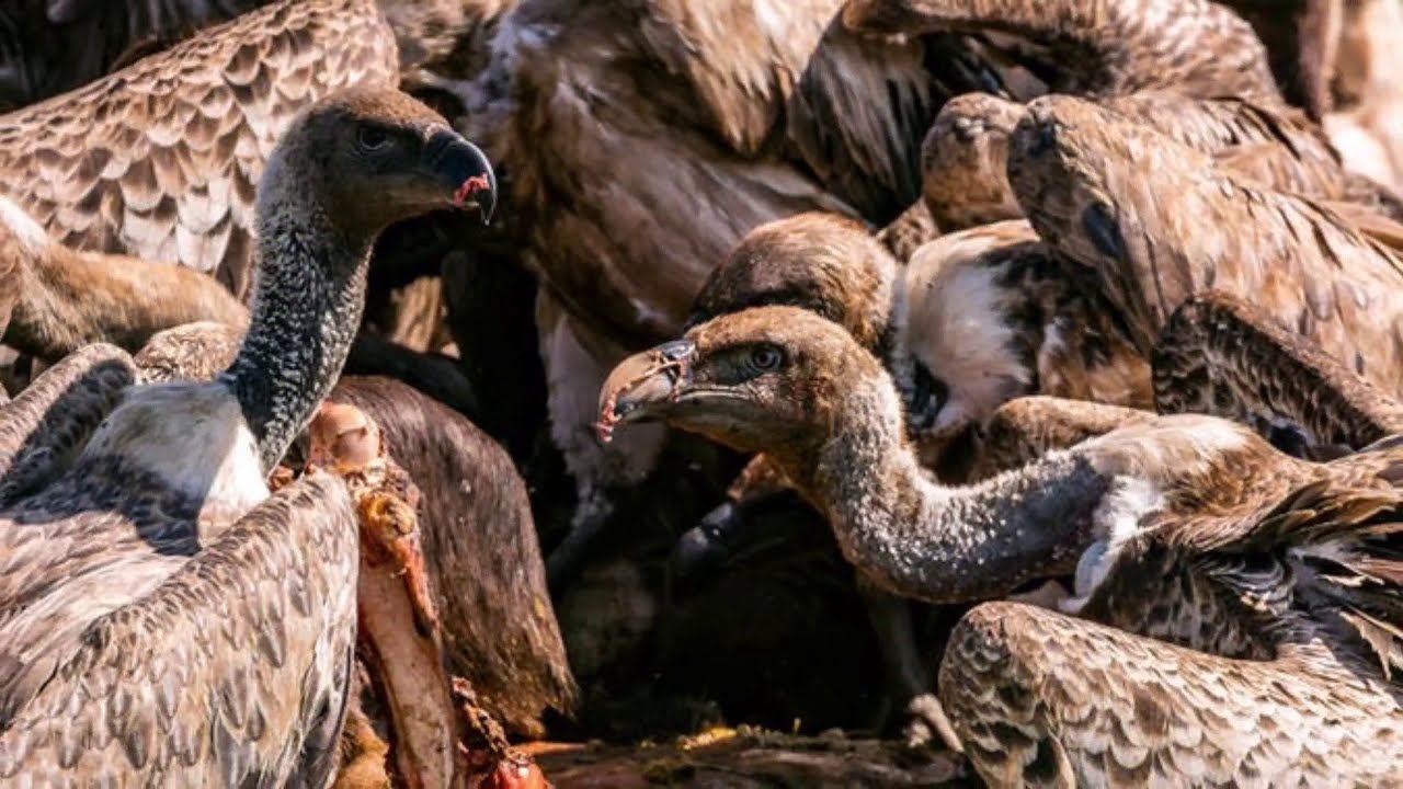 भारत मे कितने गिद्ध है! Vulture Status in India| Vulture Action Plan| # ...