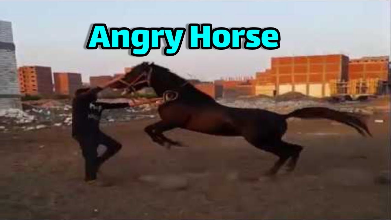 hoe taming the wild horse? - YouTube