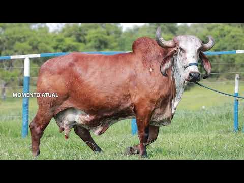 LOTE 15 JMMA 2446 - YouTube