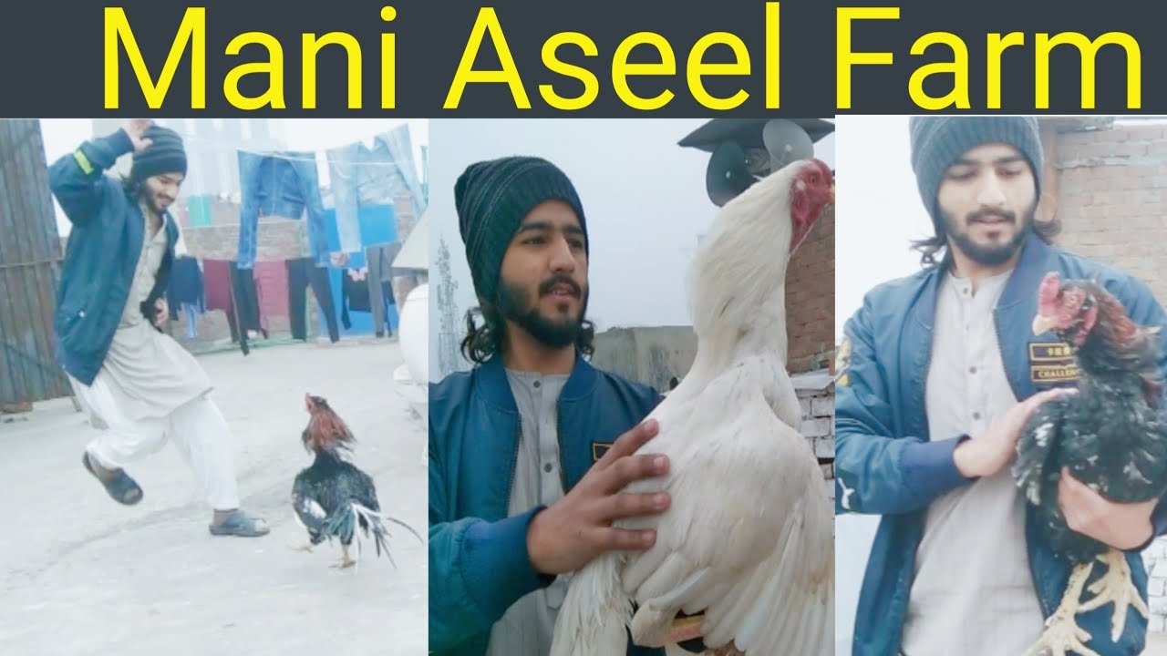 Best Aseel Farm in Pakistan | Mani Aseel Farm | Rana Razi Tv - YouTube