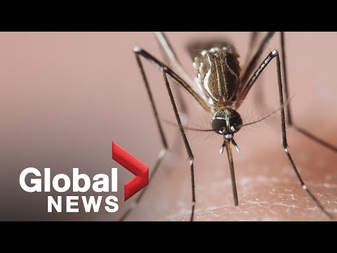 Should Scientists Use Genetically Modified Insects To Fight Disease