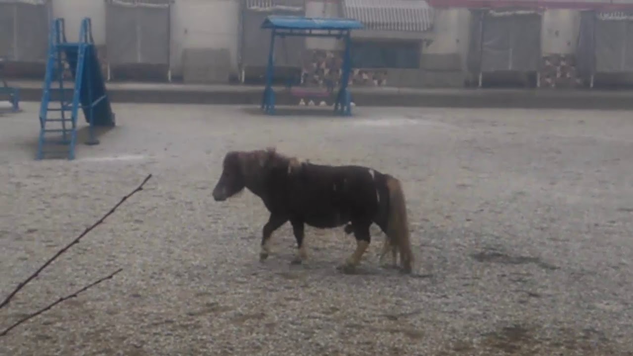 Ostrich in Snow - YouTube