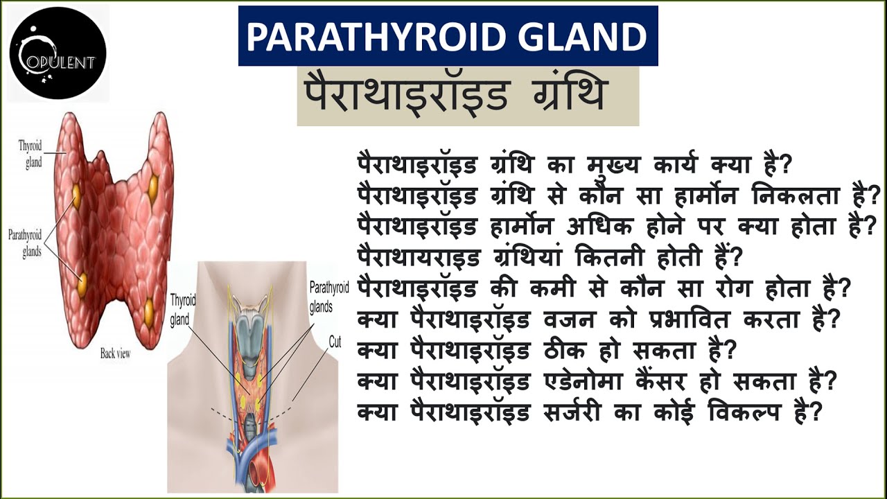 Parathyroid gland || पैराथाइरॉइड ग्रंथि || क्या पैराथाइरॉइड ठीक हो सकता ...