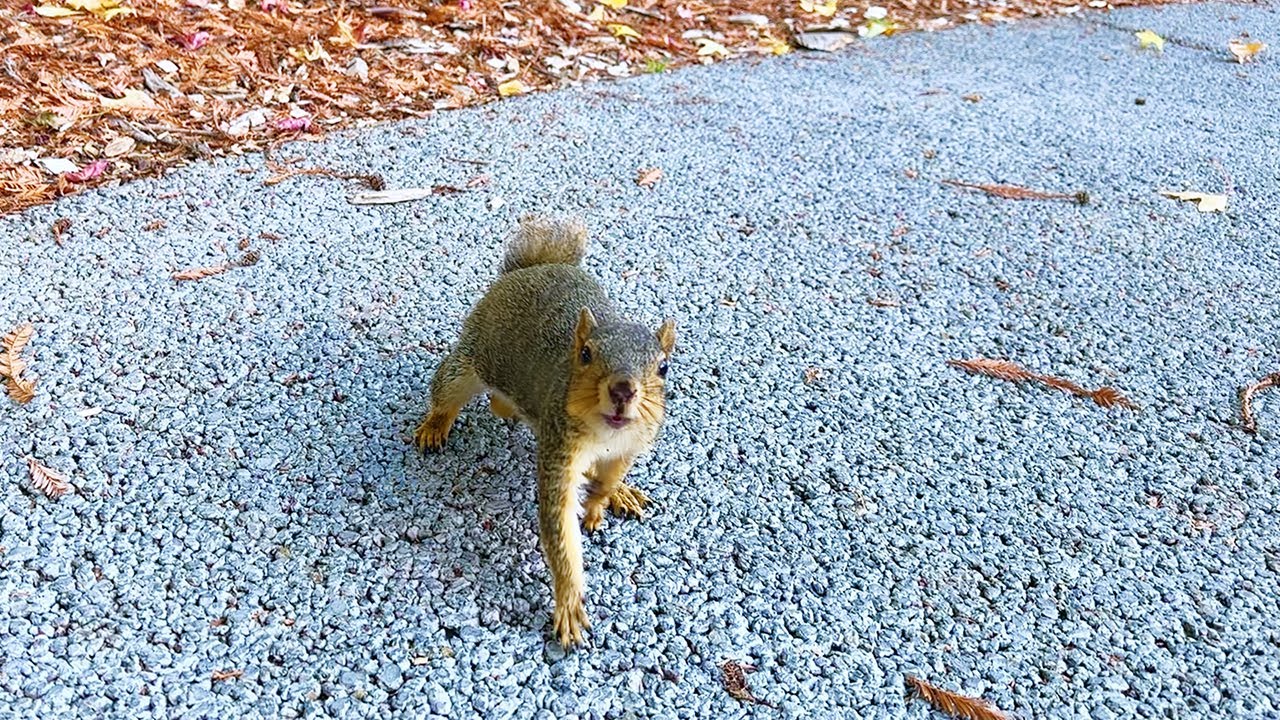 Hand Feeding a Cute Short-Tailed Squirrel🥜🐿️🐾🫶🏻🤗 - YouTube
