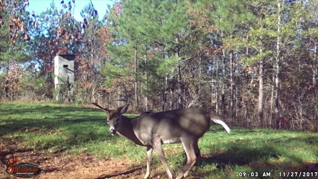 Big Buck Broke His Rack - YouTube
