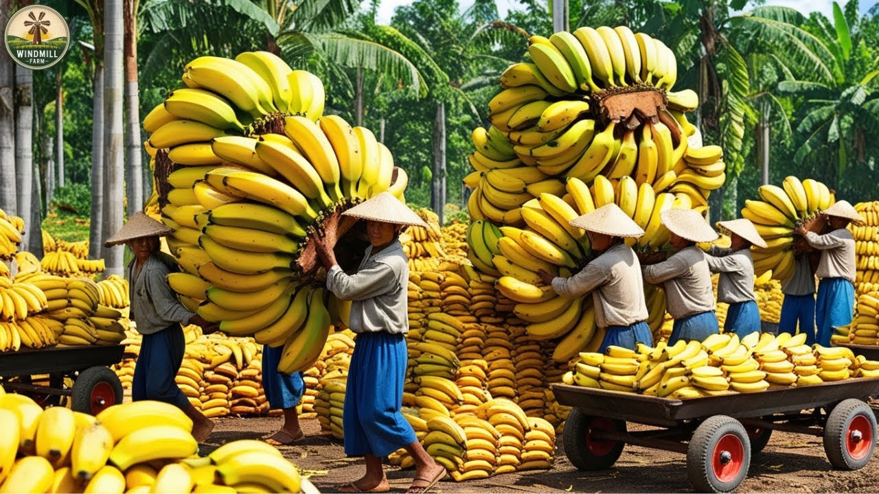Billions Of Bananas Are Harvested And Shipped Worldwide – The Hidden ...
