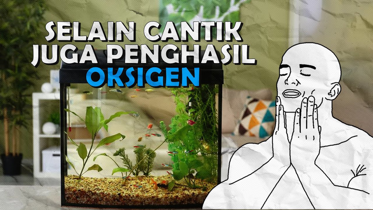SELAIN CANTIK, JUGA SEBAGAI PENGHASIL OKSIGEN | 7 JENIS TANAMAN AIR ...