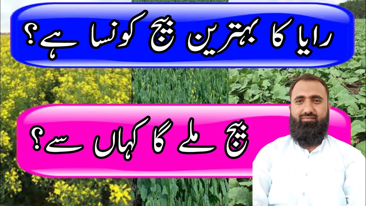 Which is the best Raya seed | How to get super Raya seed | Bilal Kanju ...