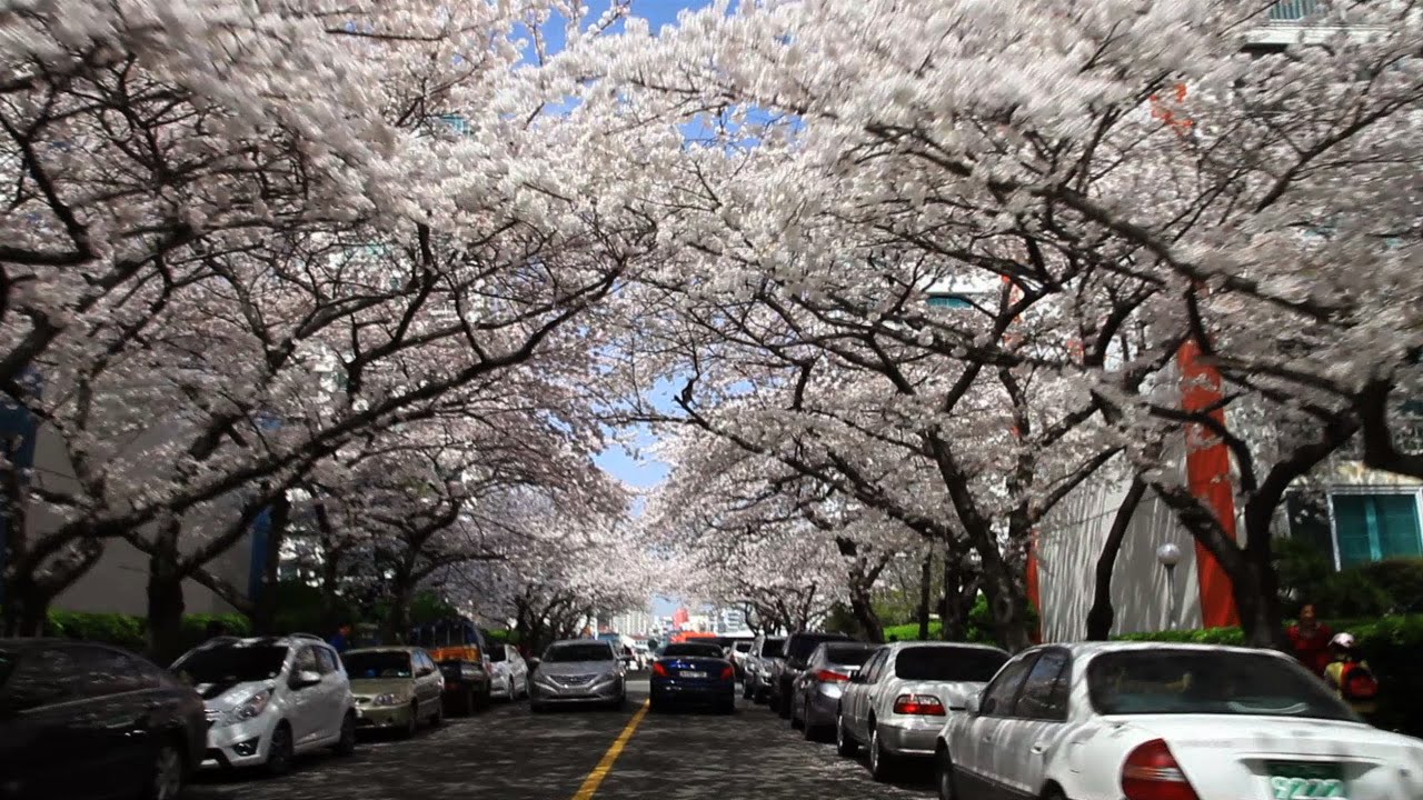 부산,봄에 물들다 Busan Tinged With Spring Colors / 부산 벚꽃 명소 Busan spring ...