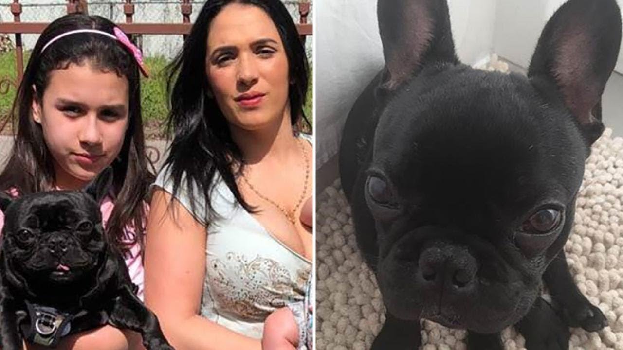 'He couldn't breathe:' Family speaks out after dog dies on United ...