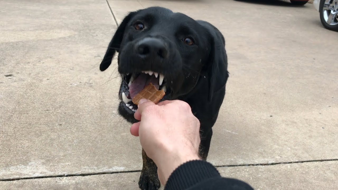 Making Friends with a Scared Stray Lab - YouTube