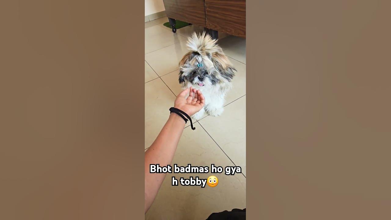 bhot badmas ho gya h tobby😳 - YouTube