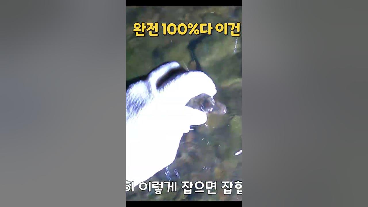 족대질하다 맨손으로 물고기 잡기 Shorts Youtube