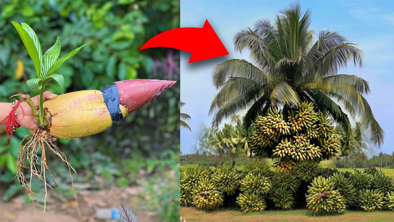 I grafting coconuts with banana flowers, I got fruits and banana tree ...