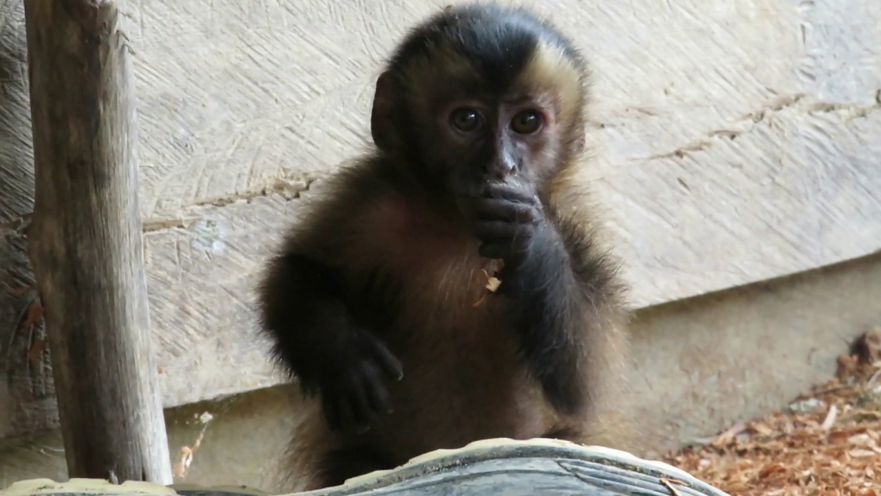 Rescued baby Capuchin Monkey likes dirty boots - YouTube