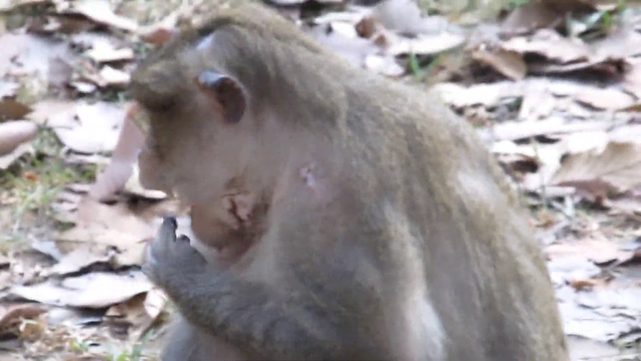 Monkey King Acheb Injured& Hurt So Much with Angry-Sadness with Monkey ...