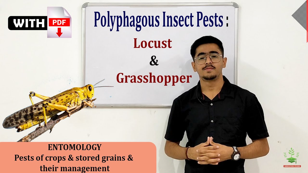 Polyphagous Insect Pests : Locust & Grasshopper ENTO 311 - YouTube