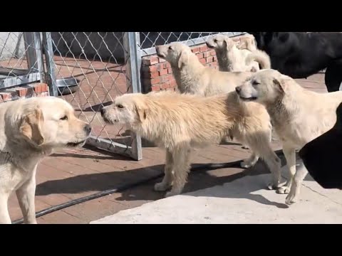 Tyrant is not accepted by the majority in the kingdom. Other dogs are ...