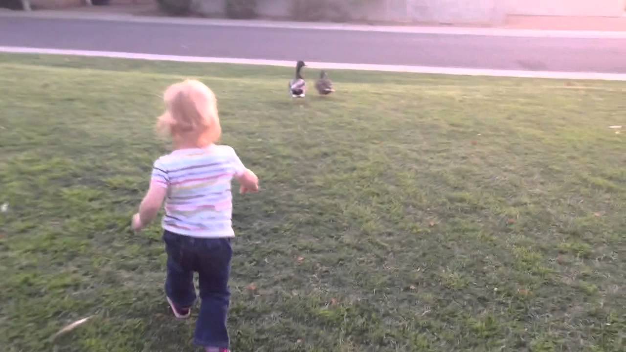 Daisy chasing ducks - YouTube