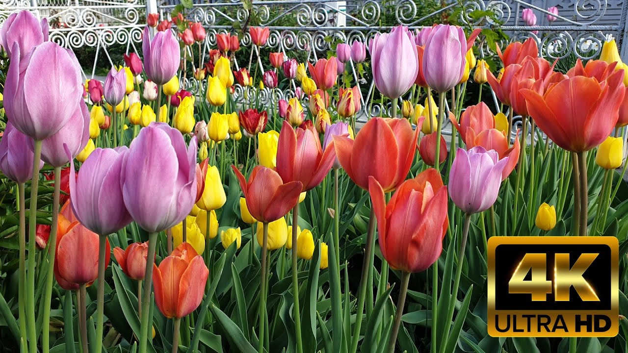 Tulips from my garden 4K - 30 minutes of Sound Relaxation for Study and ...