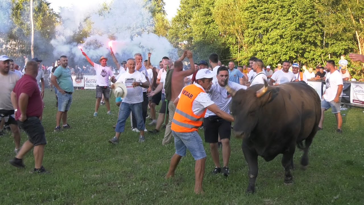 - ZDRAL ONJA ACE BATARA I GOLUB DINE RAMLJAKA, BRONZANI MAJDAN 2024 ...