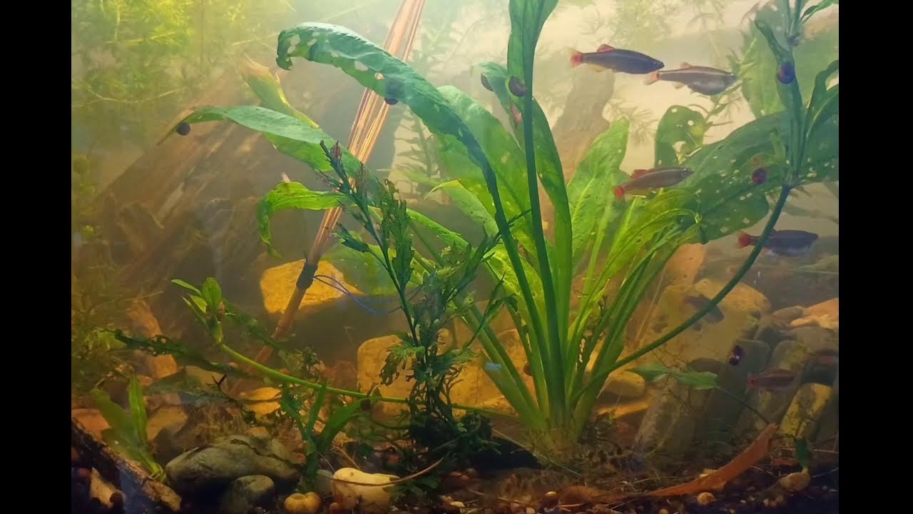 🐟4 hrs Live Fish Tank with Relaxing Theme | Aquatic ASMR - YouTube