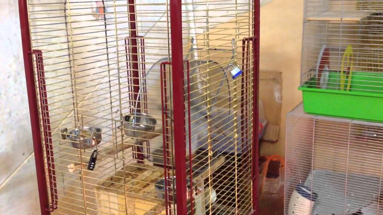 Squirrel in the wheel - YouTube