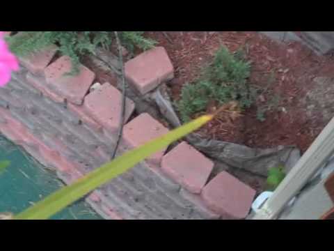 Brody Afternoon PEE off of the deck Colorado 2009 - YouTube