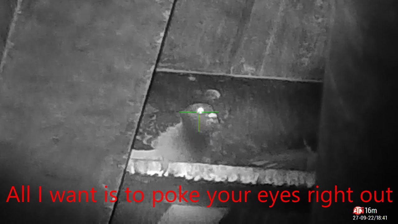 Pigeon Patrol Chronicles: Keeping the Pests at Bay - YouTube