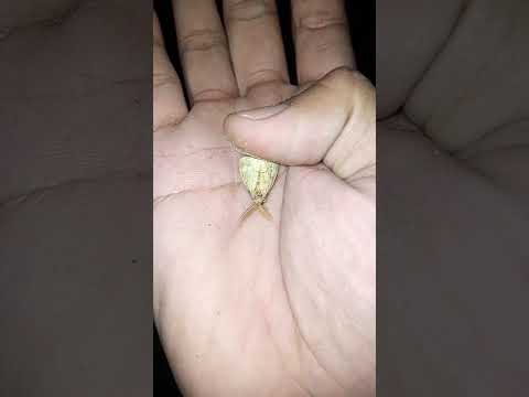 sibolang menggengam kupu-kupu beracun #shorts