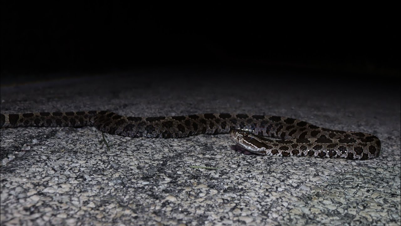 Herping in the Midwest: Finding Two Rare Snakes - YouTube