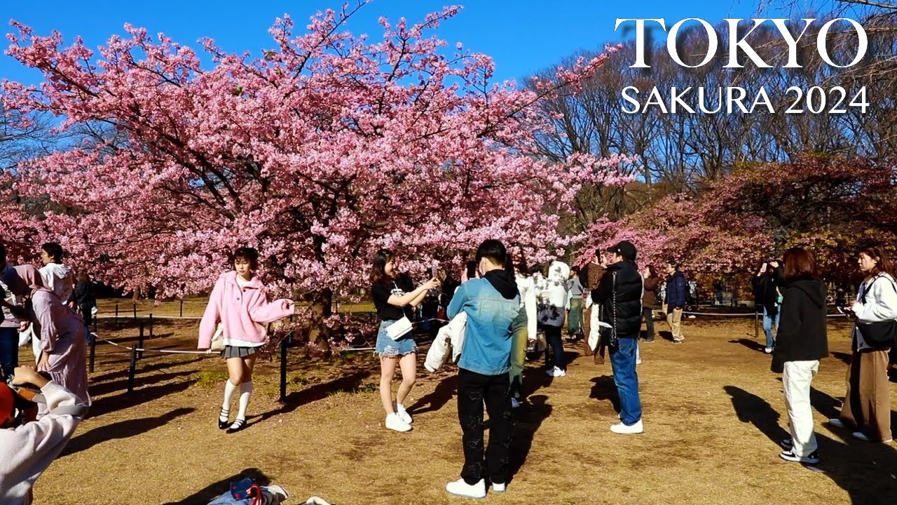 Tokyo Sakura 2024 | Kawazu cherry blossom is full bloom in Yoyogi park ...
