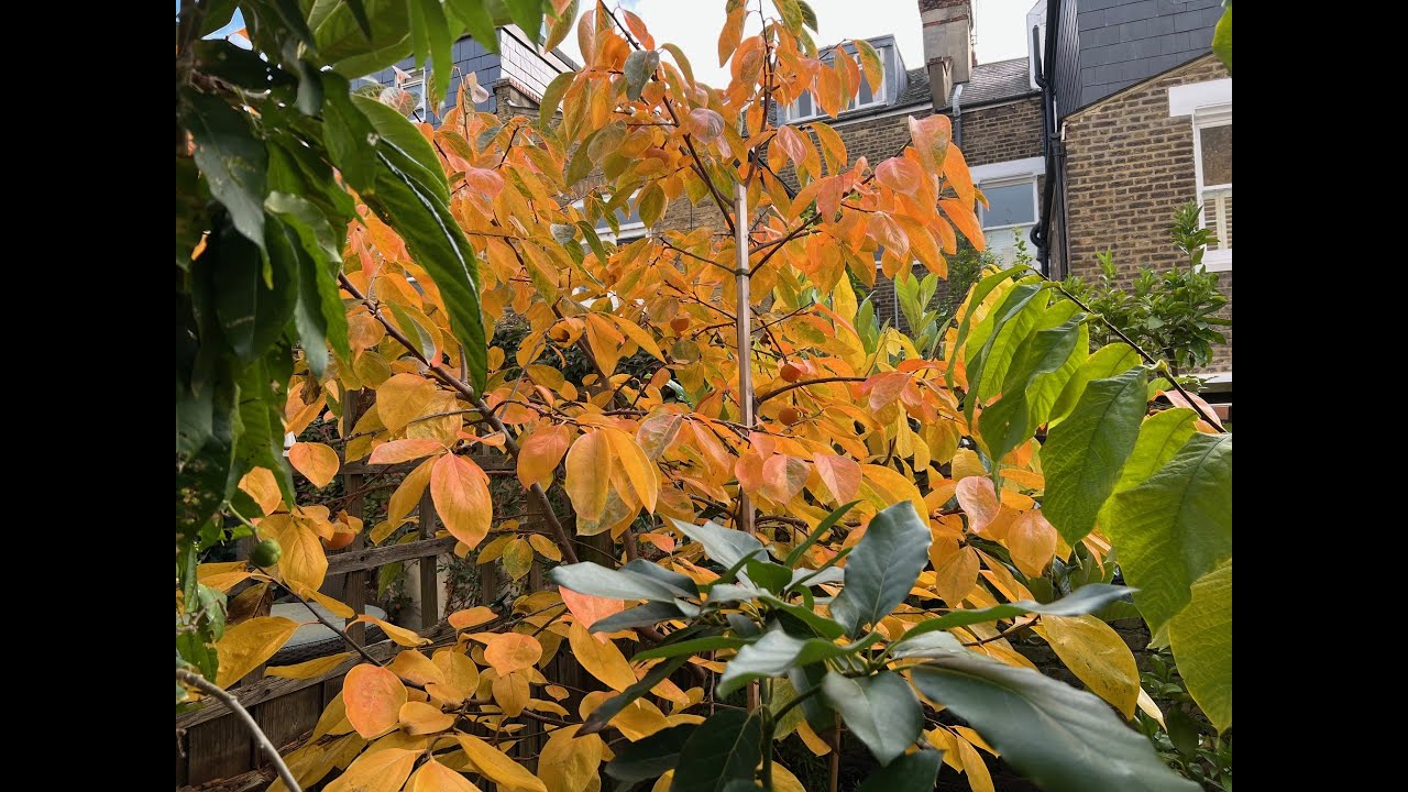 Autumnal colours of the Nikitas Gift Persimmon tree 🍂 Late October ...