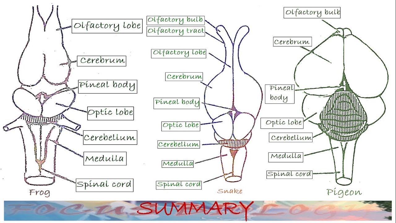 Comparative Brain Anatomy