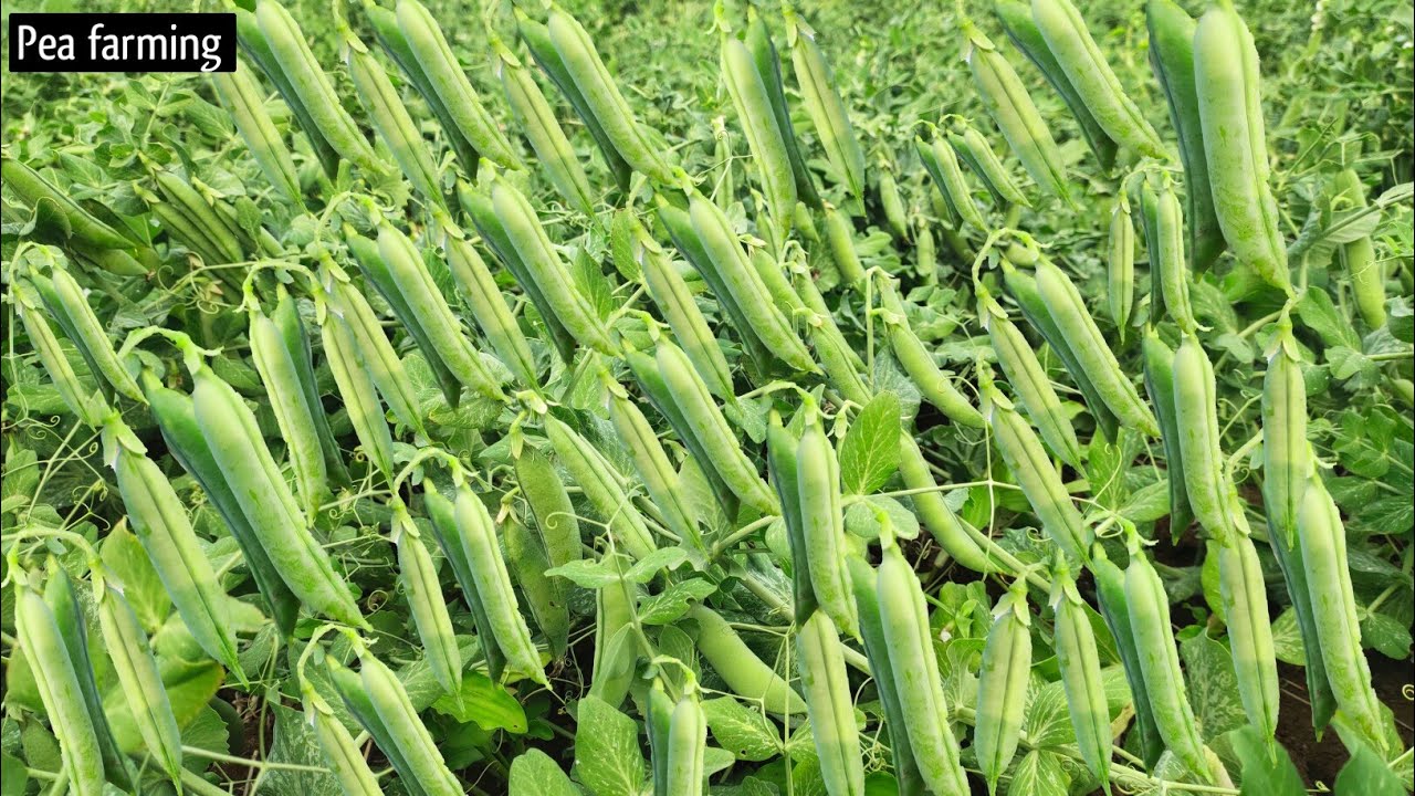 मटर की वैज्ञानिक खेती | Amazing Pea farming | matar ki kheti Kaise kare ...