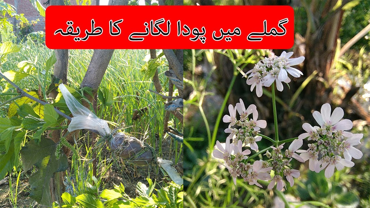 Gamle mai Decoration k lye plant lagane ka Tareeka - YouTube